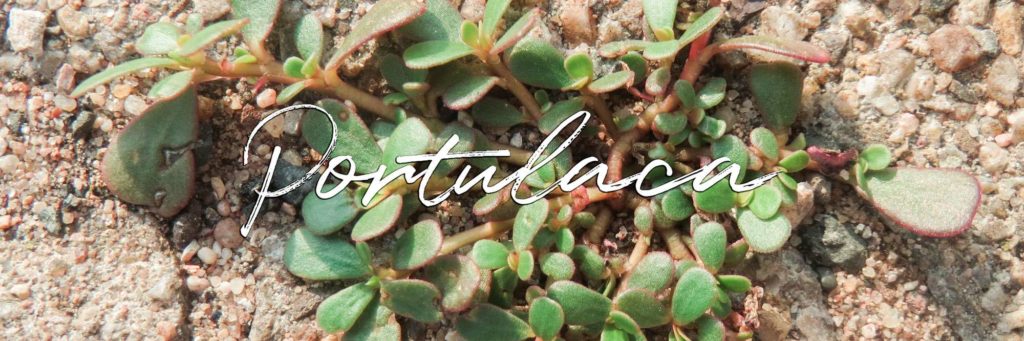 Portulaca: l'infestante dalle tante proprietà - Forma e Salute