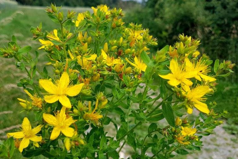 Hypericum perforatum, proprietà e benefici dell'iperico - Forma e Salute